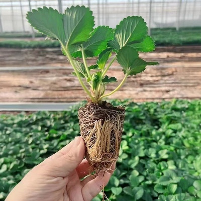 Strawberry seedlings, seasonal cream strawberry seedlings,