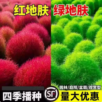 Wholesale red leaf broomcorn and green leaf broomcorn seeds