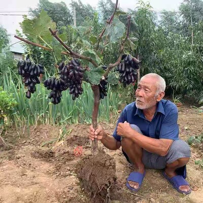 Grapevine seedlings in a four-season恤 basin planting method