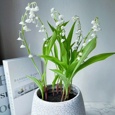 Wholesale lily of the valley bulbs, easy to grow
