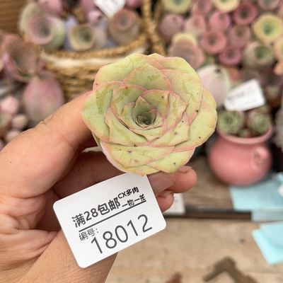 18012不知名福利单3.8cm