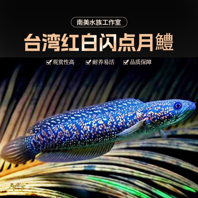 红白闪点台湾进口凶猛观赏雷龙鱼