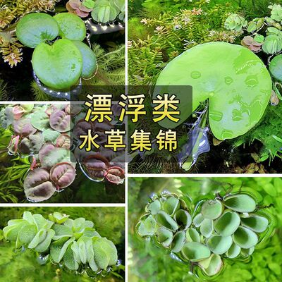 鱼缸浮萍浮性水草圆心萍