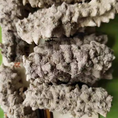 白金黄金刺海参黄玉海参刺王