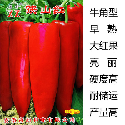红牛角型辣椒种子萧新映山红果色靓丽皮厚耐储运高产抗病蔬菜种子