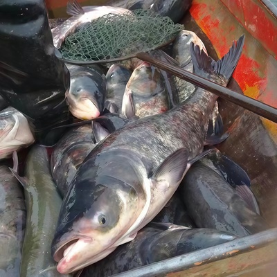 微山湖花鲢鱼熊鱼大头鱼新鲜