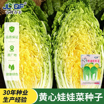 早熟娃娃菜种子小白菜种籽黄心鸡蛋黄菜籽小型白菜四季秋冬季蔬菜