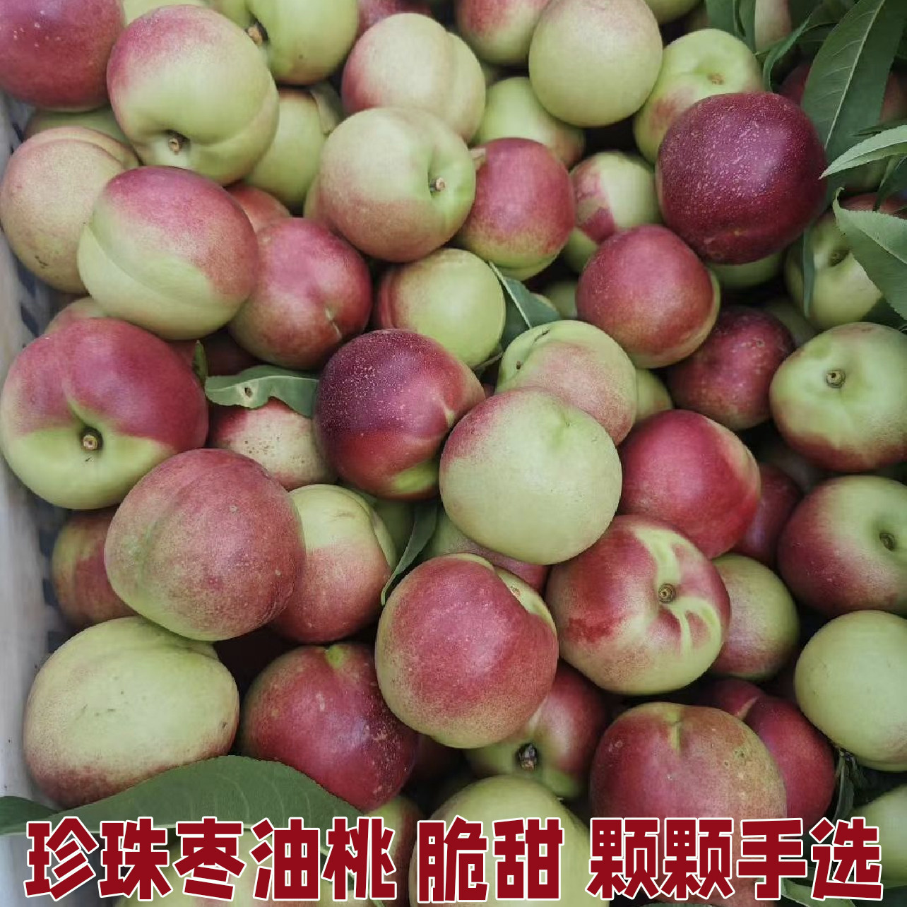 现摘新鲜珍珠油桃珍珠枣油桃枣蜜桃枣味小桃子纯甜精选大果水果