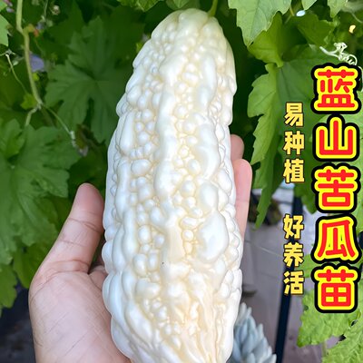 蓝山苦瓜秧苗台湾高产早熟苦瓜秧苗蓝山苦瓜苗带土大白种籽嫁接苗