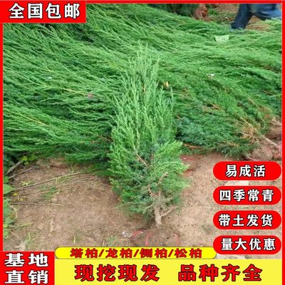 龙柏苗龙柏树苗小龙柏球蜀桧塔柏侧柏扁柏地柏宝塔松树苗四季长青