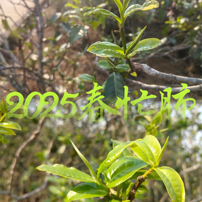 忙肺2025年春村支书家的正宗茶