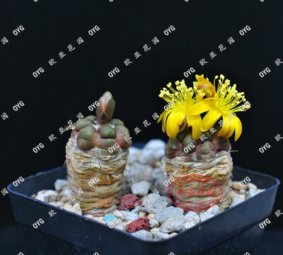 稀有欧亚花园阳台窗台容易仙人球