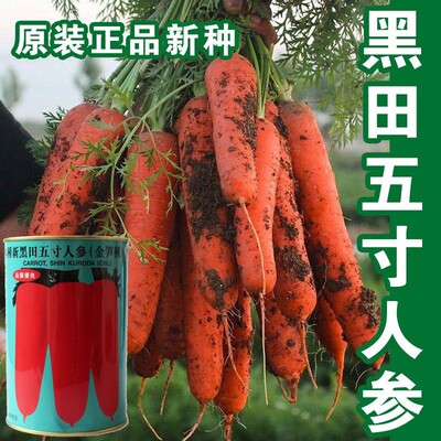 黑田五寸参胡萝卜高产红胡萝卜种