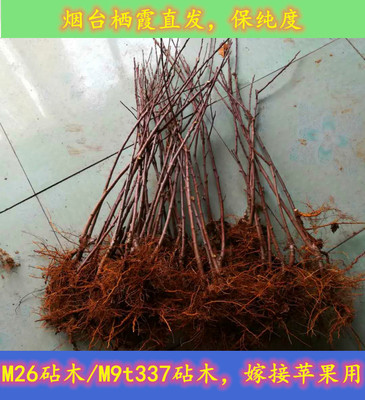 m9t337矮化砧木嫁接苹果苗用M26