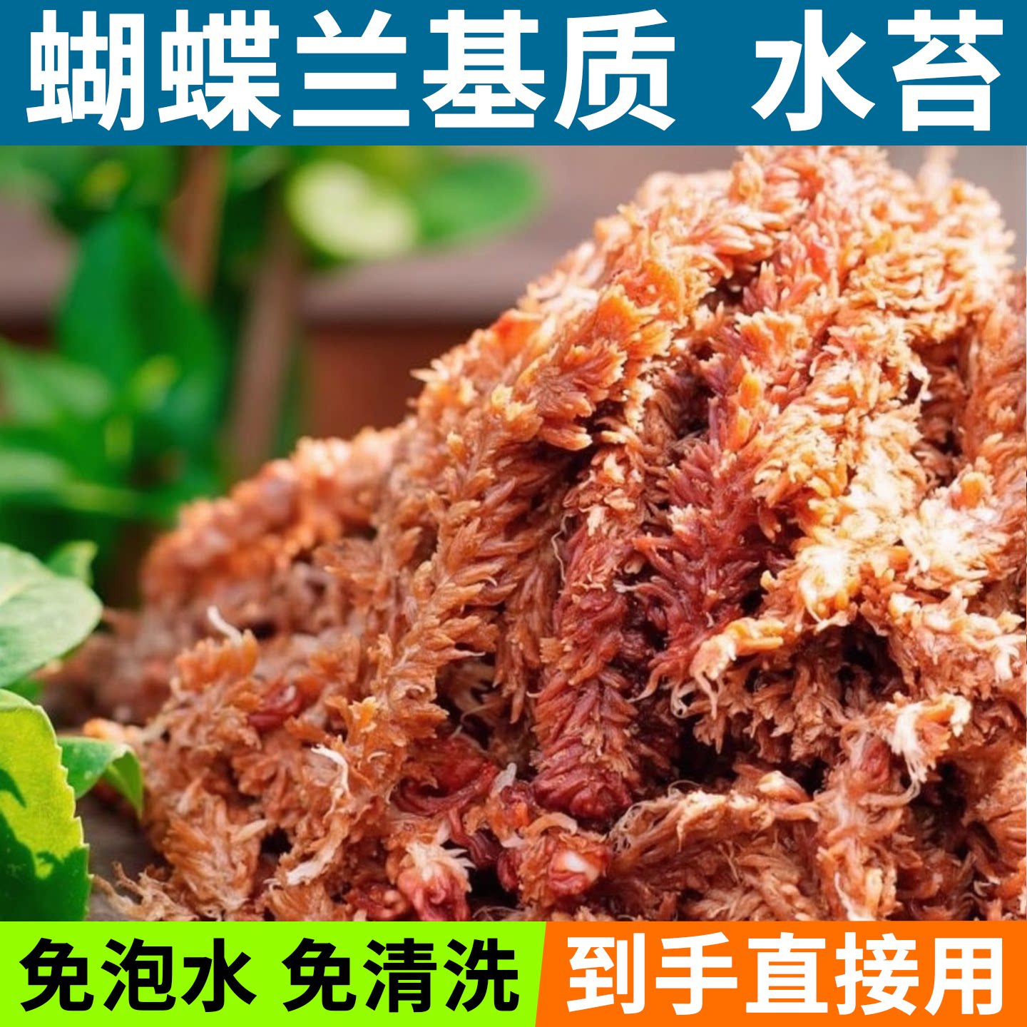 智利进口水苔毛虫水苔蝴蝶兰专用苔藓乌龟垫材天然石斛种植营养土