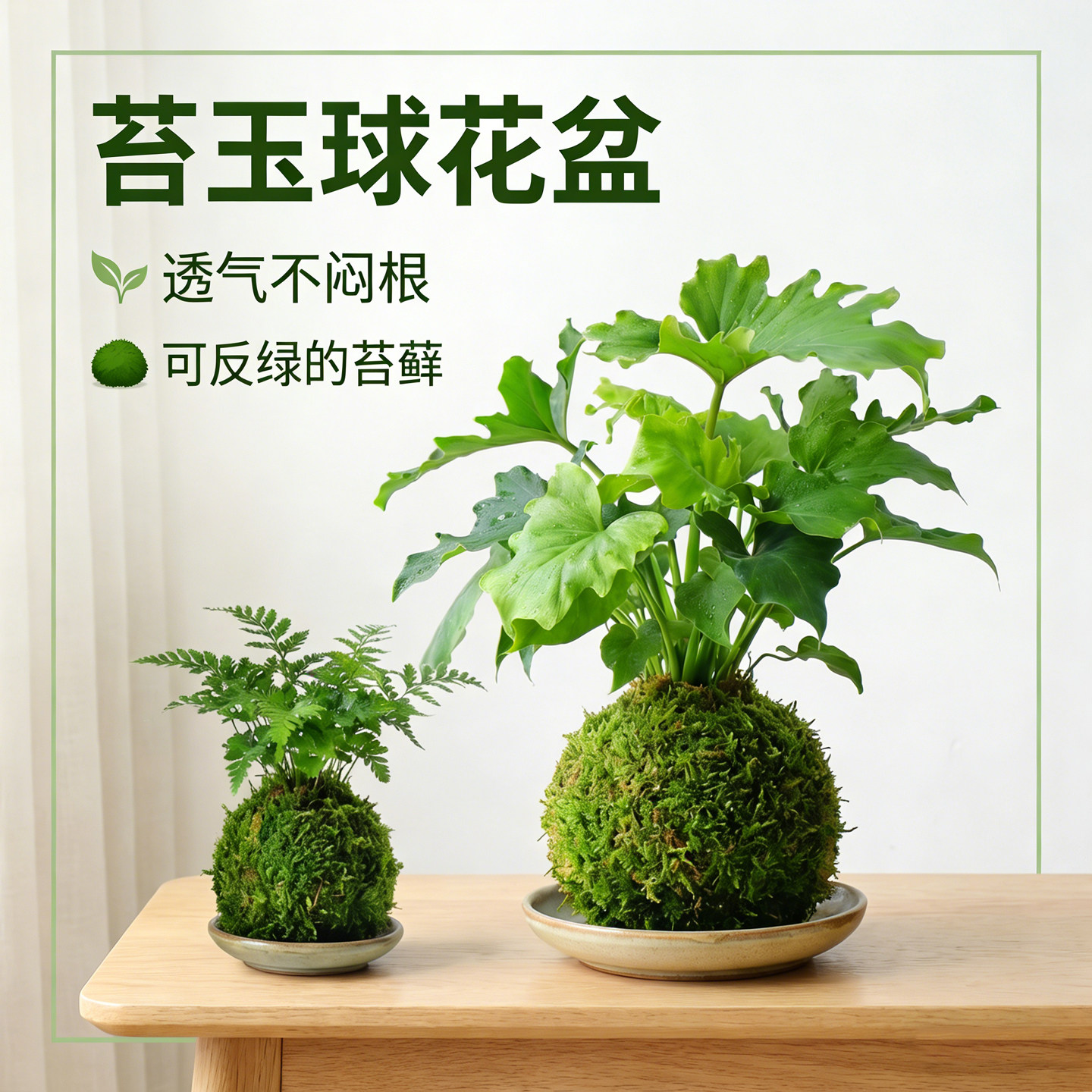 苔藓球花盆蝴蝶兰石斛兰米竹种植盆栽微景观青苔盆栽盆绿植盆透气