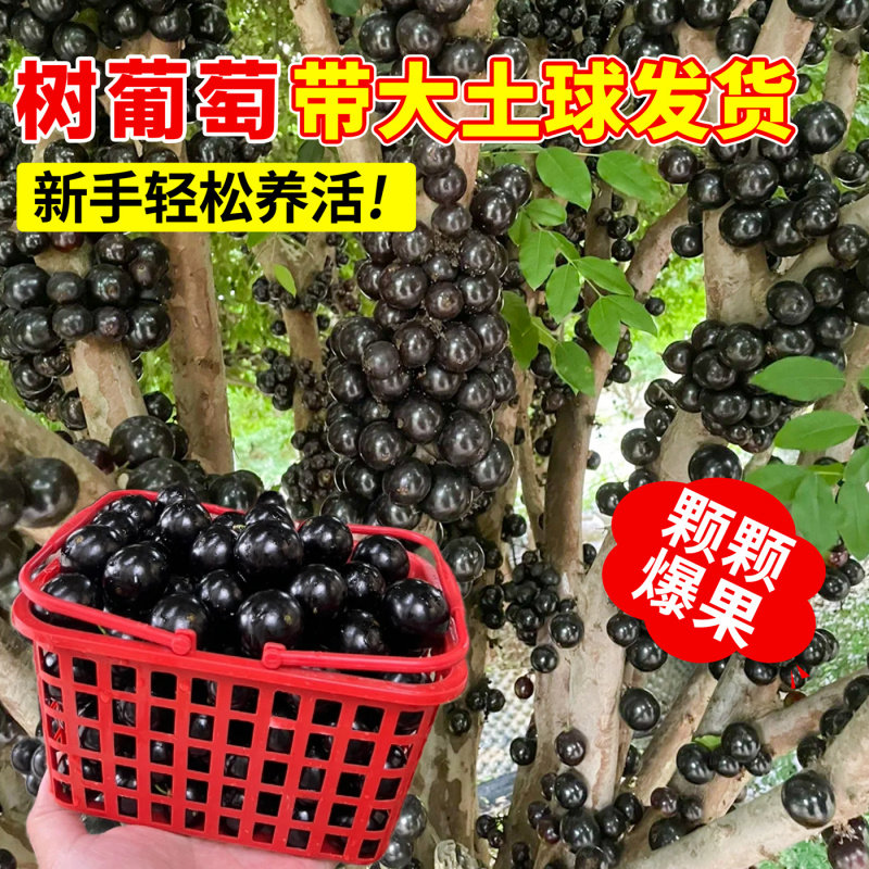 树大树树葡萄苗果树特大加宝果树名贵四季南方种植庭院盆栽