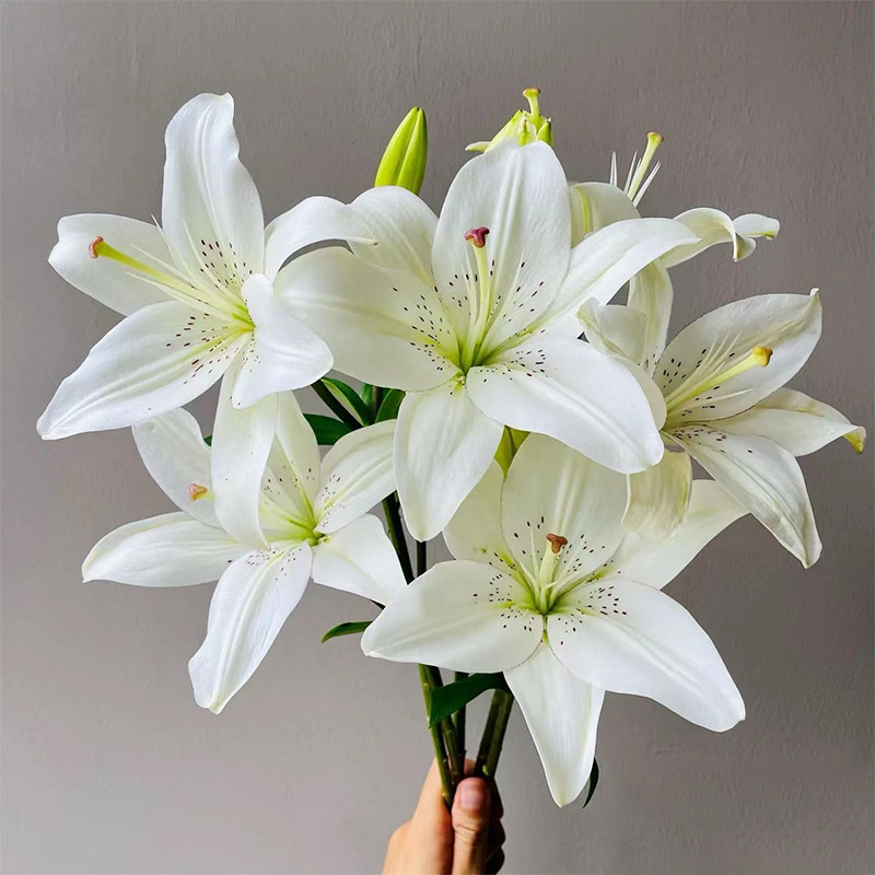 鲜切眼线百合鲜花云南直发客厅高档百合花插花水培亚百合鲜切花