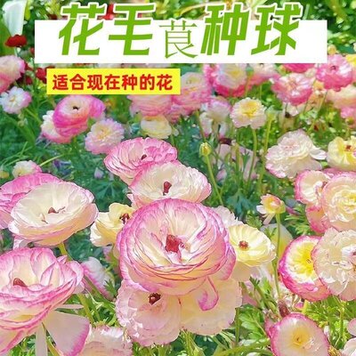 Supply of easy-to-grow Anemone coronaria bulbs塑料