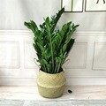 Money Tree Potted Plants Indoor Living Room Large Pot Offic