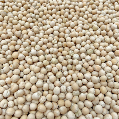 白豌豆鸽粮五谷杂粮发芽