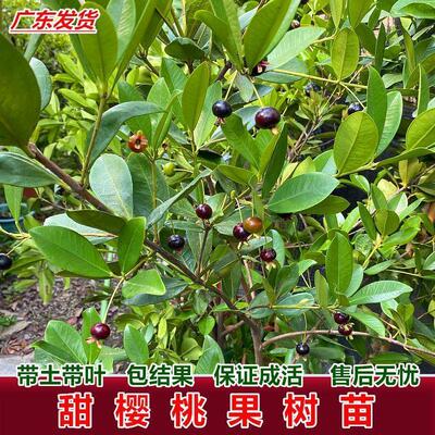 樱桃苗 巴西甜樱桃树苗大果黑玫瑰樱桃苗树盆栽南北方种植果树苗