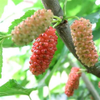 耐寒桑葚树苗护坡遮阳盆栽阳台庭院占地养蚕桑树苗南北方四季种植