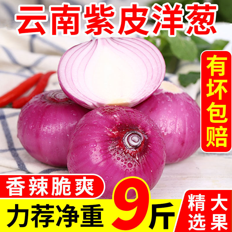 云南紫皮洋葱2025现挖中大果9斤圆葱应当季蔬菜红皮包邮元葱头