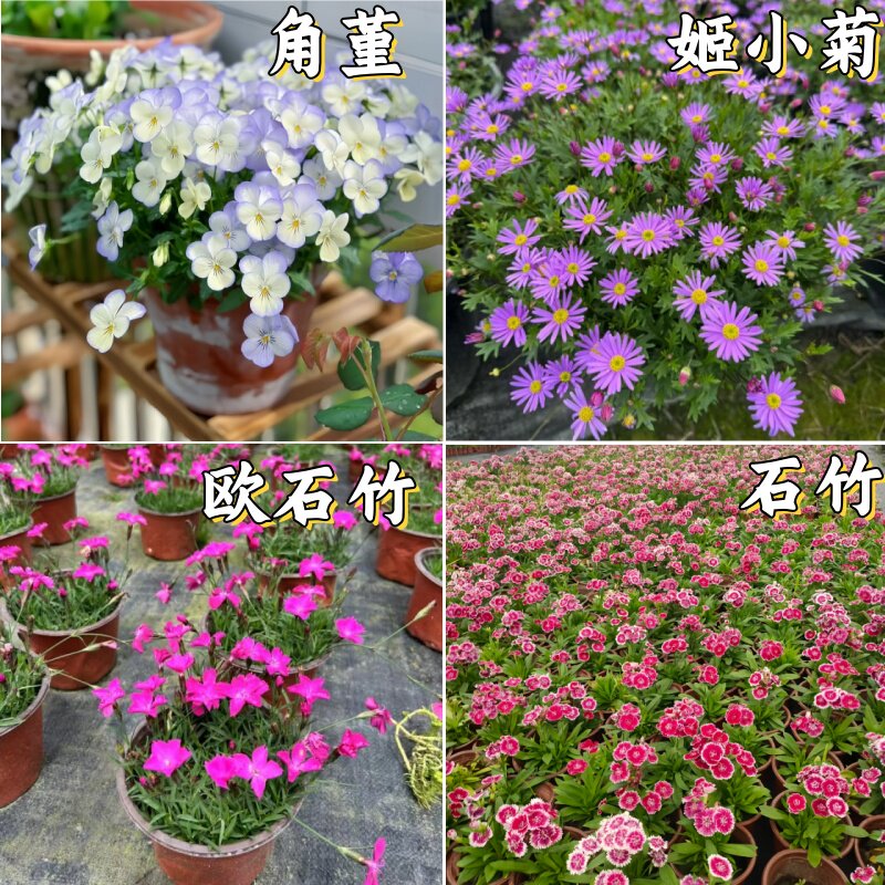 室外露天过冬植物石竹欧石竹姬小菊角堇/三色堇耐寒好养活多年生