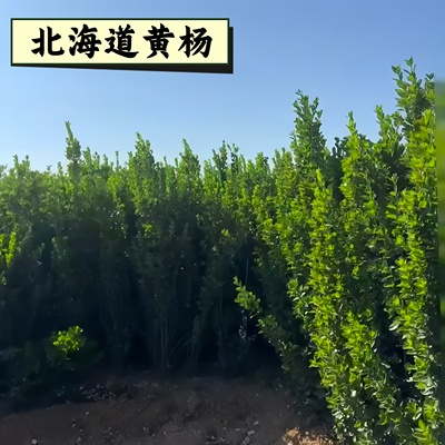 黄杨苗北海道丛生绿篱耐寒耐旱