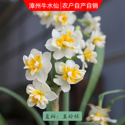 冬季雕刻水仙花花香四溢