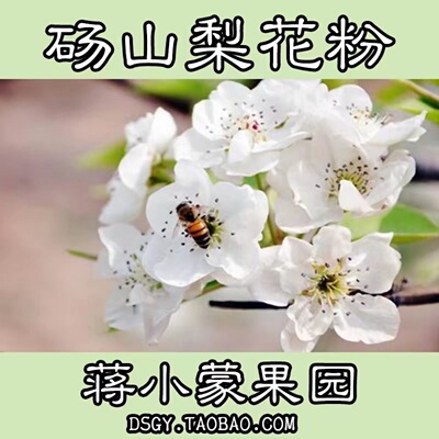 蒋小蒙果园梨树花粉人工授粉