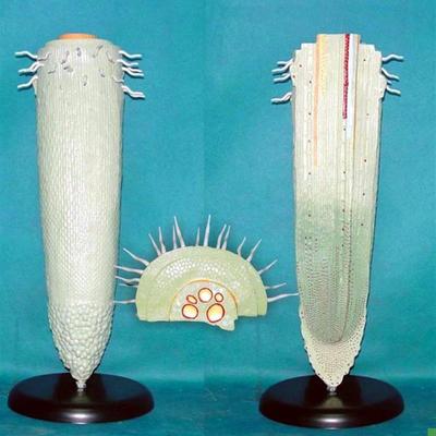 植物单子叶根解剖模y型植物解剖科教讲解展示