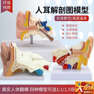 耳解剖模型 f1.5倍放大耳模型 耳朵解剖模型 耳朵模型教学模型