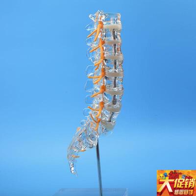 透明腰椎带尾骨j模型椎间盘脊神经骶骨尾椎骨脊椎脊柱骨科立体教