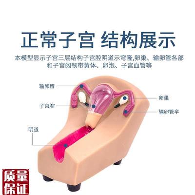 女性宫内避孕及训练模型女z性节育计生模型女性宫内避孕模