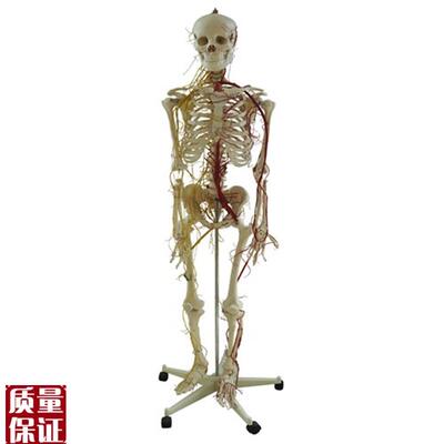 人体全身骨e骼附主要动脉和神经血管分布模型人体骨骼附神经模