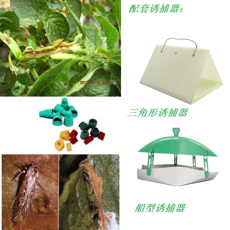 马铃薯块茎蛾信息素诱芯,性诱剂、信息素;诱捕器、绿色防治包邮