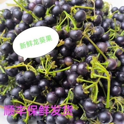 龙葵鲜果野生黑天天水果黑星星野果野辣椒黑悠悠新鲜龙葵果现采