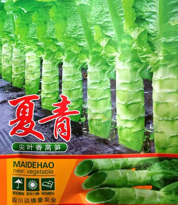 精品耐抽薹夏青莴苣种籽高产