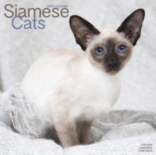 【预订】Cats - Siamese 2023 Wall Calendar 9781839417962