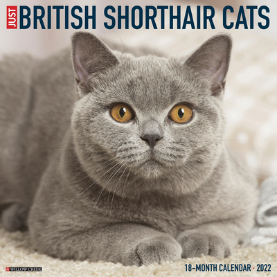 【预订】British Shorthair Cats 2022 Wall Calendar (Cat Breed) 9781549217111