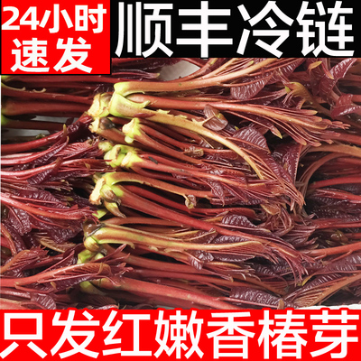 现货秒发香椿芽新鲜香春芽菜顺丰2026头茬甘肃红油香椿头春芽叶苗