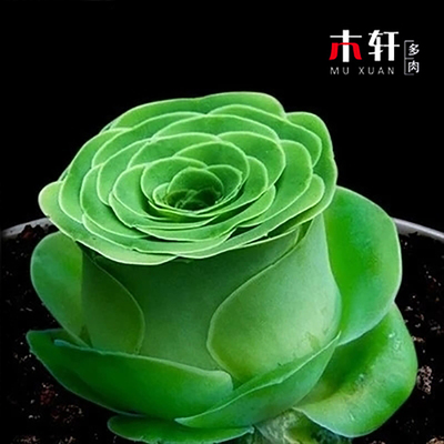 鸡蛋水蜜桃酒杯山地玫瑰多肉植物