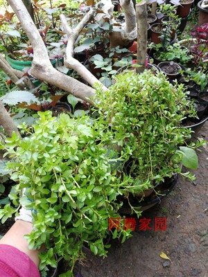 普列薄荷 薄荷苗 食用薄荷 香草苗 香草花卉 香草料理 香草茶