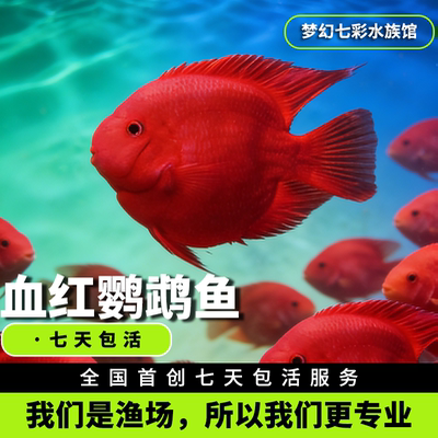 血红鹦鹉鱼活体发财鱼红财神黄金龙鱼银龙鱼热带观赏鱼