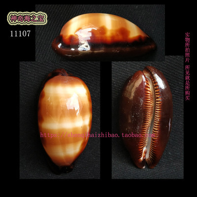 海螺贝壳（所见即所得）5.8CM  酒桶宝螺 标本 收藏 11107