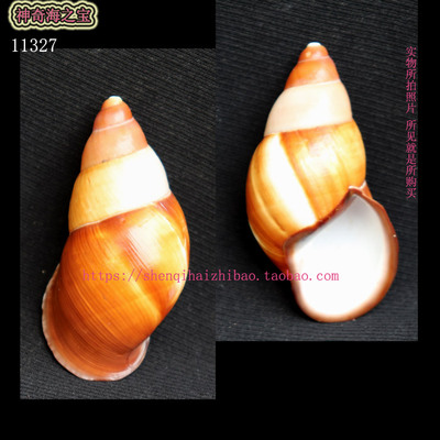 海螺贝壳（所见即所得）6.3CM  蜗牛  标本 收藏11327