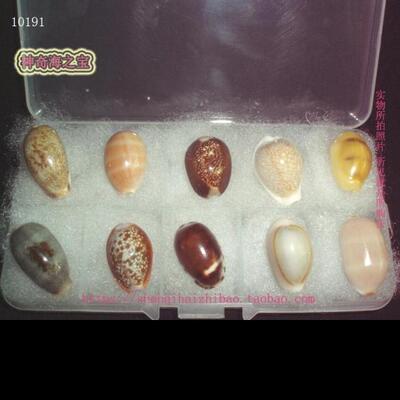 海螺贝壳一图组合天然标本收藏