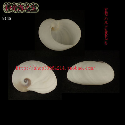 海螺贝壳一图一物4.8CM 南洋扁玉螺 收藏标本水族箱装卷贝鱼9145